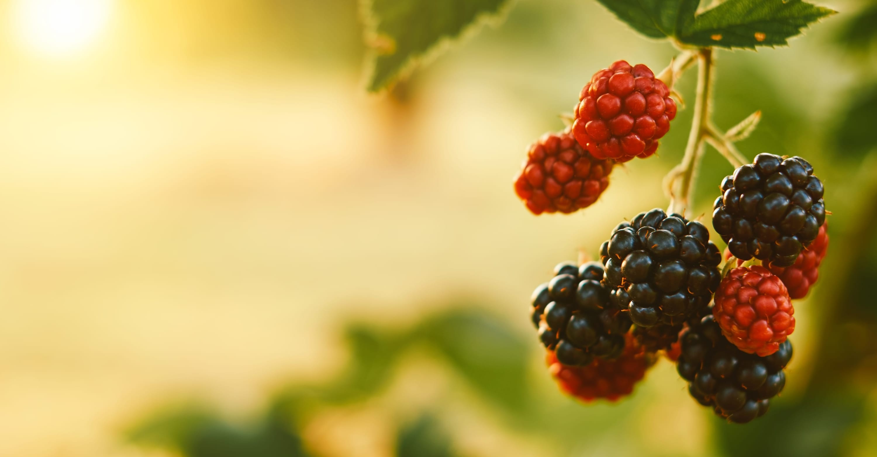 PACK’D Organic Frozen fruit - delicious and packed with goodness – PACK'D